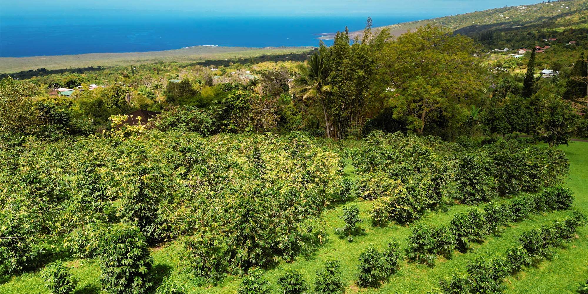 Kona Restoration Farm: A Kona Coffee Farm with Native Reforestation at ...