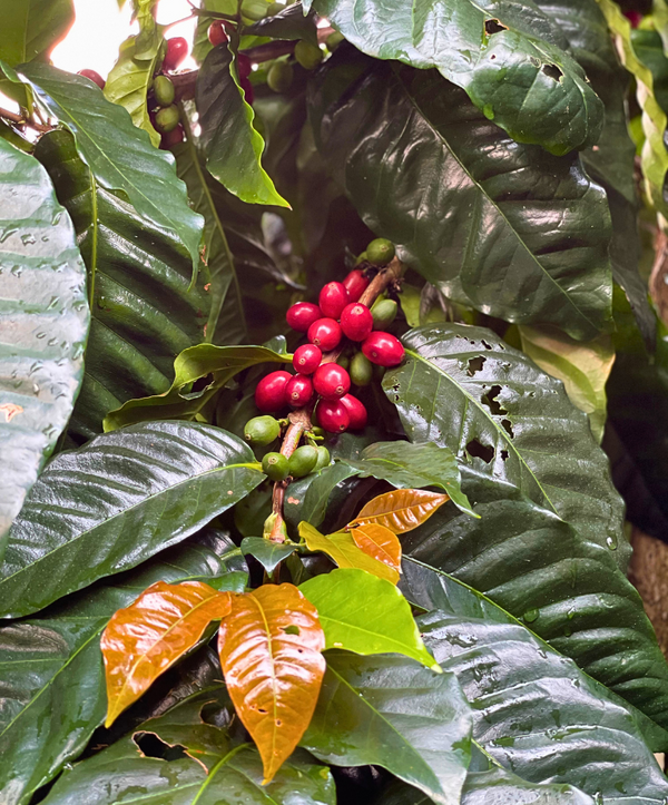 Whole Fruit Pacamara | 100% Kona Coffee - Big Island Coffee Roasters