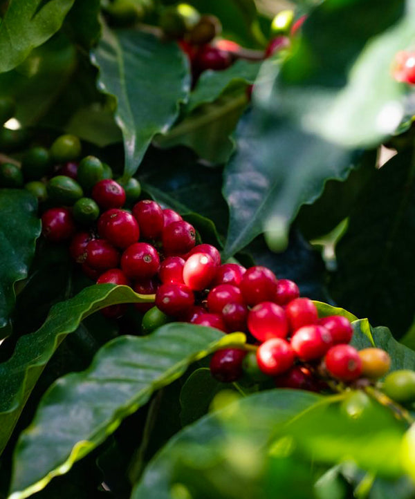Aloha Star Kona Honey Coffee - Big Island Coffee Roasters