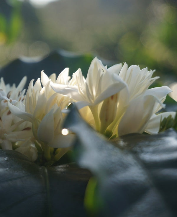 Aloha Honeyed SL34 | 100% Ka'u Coffee | Honey Processed - Big Island ...