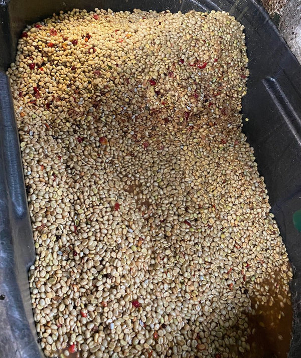 100% Kona Noir - SL34 Coffee | Big Island Coffee Roasters