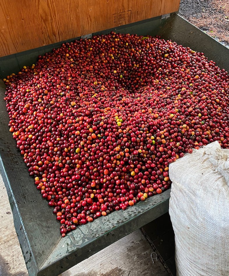 Bourbon Coffees - Big Island Coffee Roasters